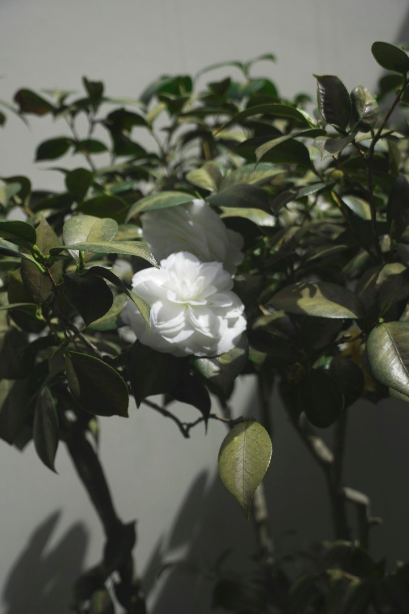 Rooted in Intention: The Story Behind oneBone - oneBone